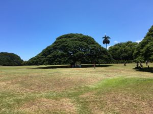 The Hitachi Tree in Honolulu’s Moanalua Gardens – Vagobond